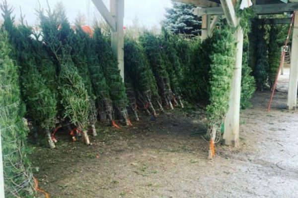 Christmas Tree Farm Ontario | 6 Top Jolly Tree Lots to Explore | Road ...