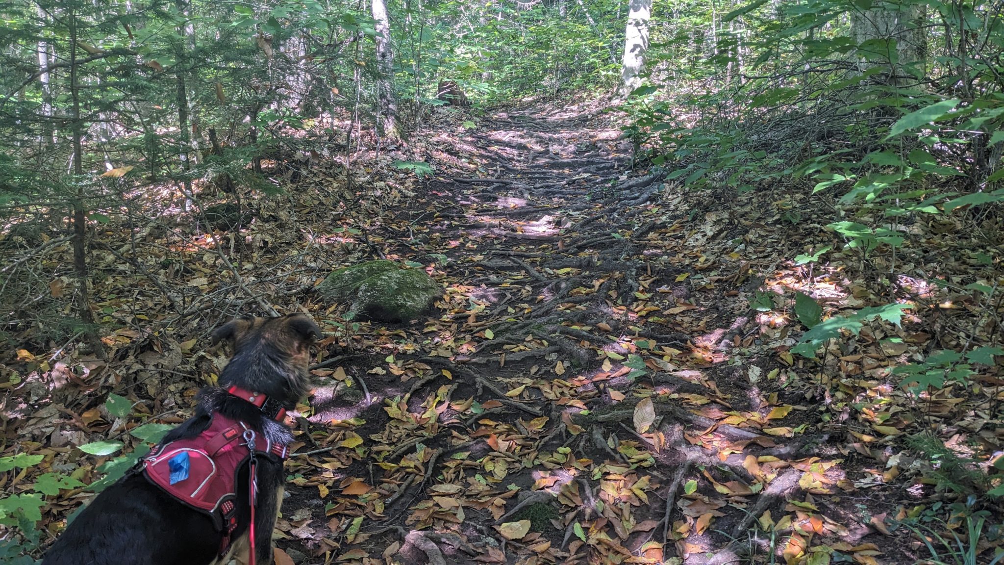 Explore Haliburton Ontario: A Nature Lover’s Dream | Road Trip Ontario